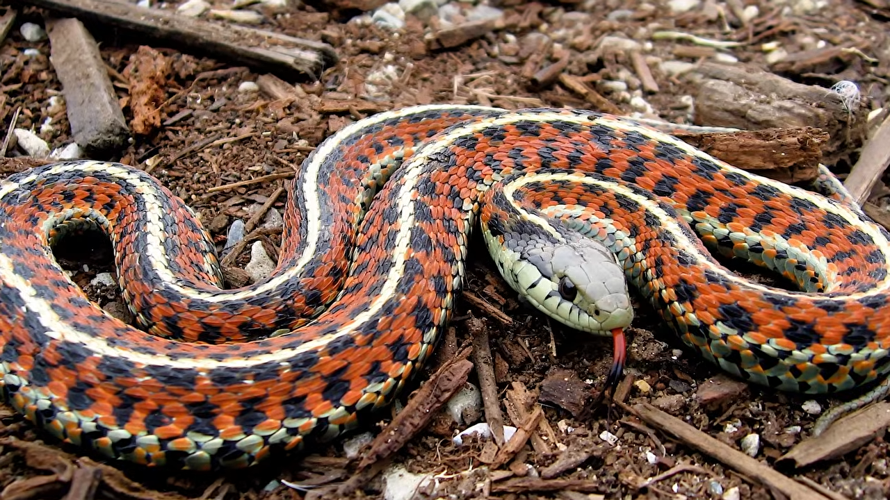 What makes this venomous snake a concern in the US?