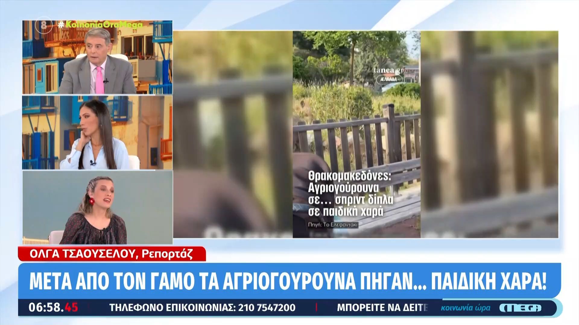 Μετά τον γάμο τα αγριογούρουνα πήγαν στην παιδική χαρά