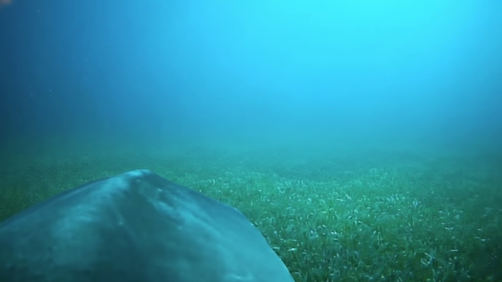 This shark revealed what is hidden beneath clear Caribbean water