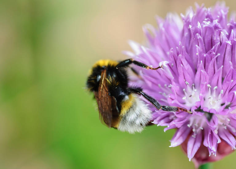How well do you know your garden bees?