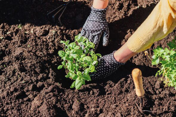 Gardeners urged to buy two types of plants from nurseries now