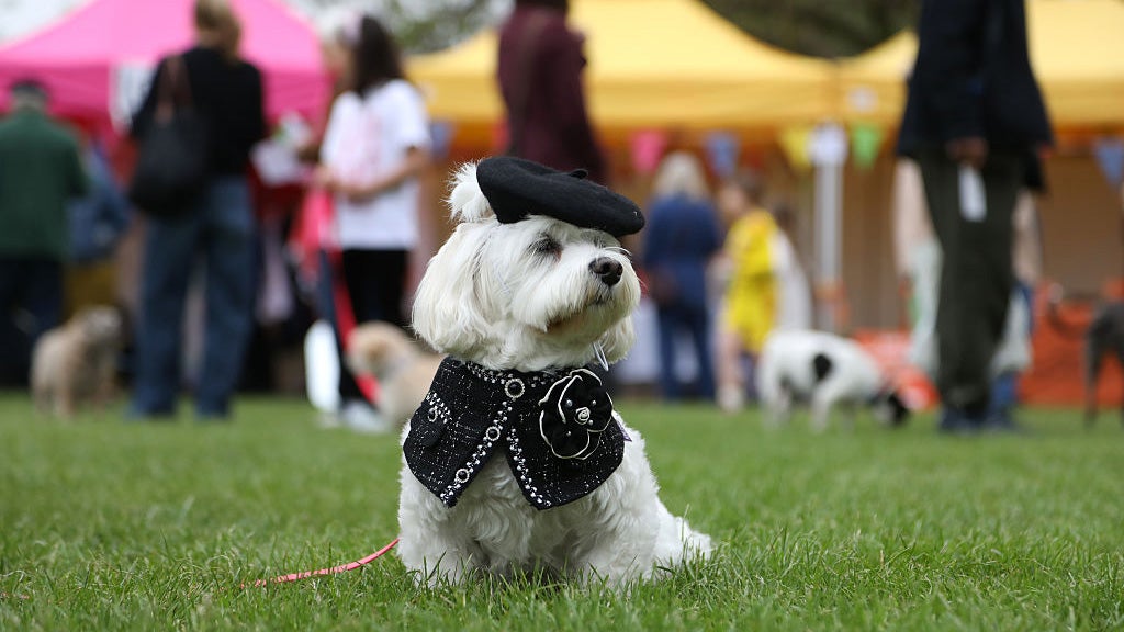 Paws for celebration: Beloved dog show returns after decade