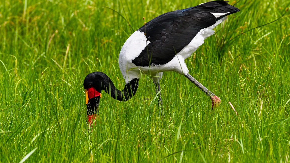 Wildstorch auf Futtersuche auf einer üppigen Wiese