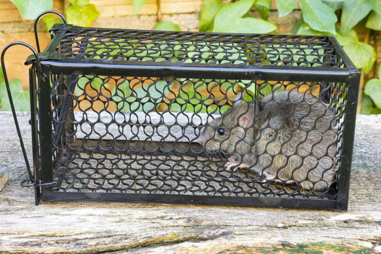 Expert warns rats are invading UK homes in 'ignored underground motorways'