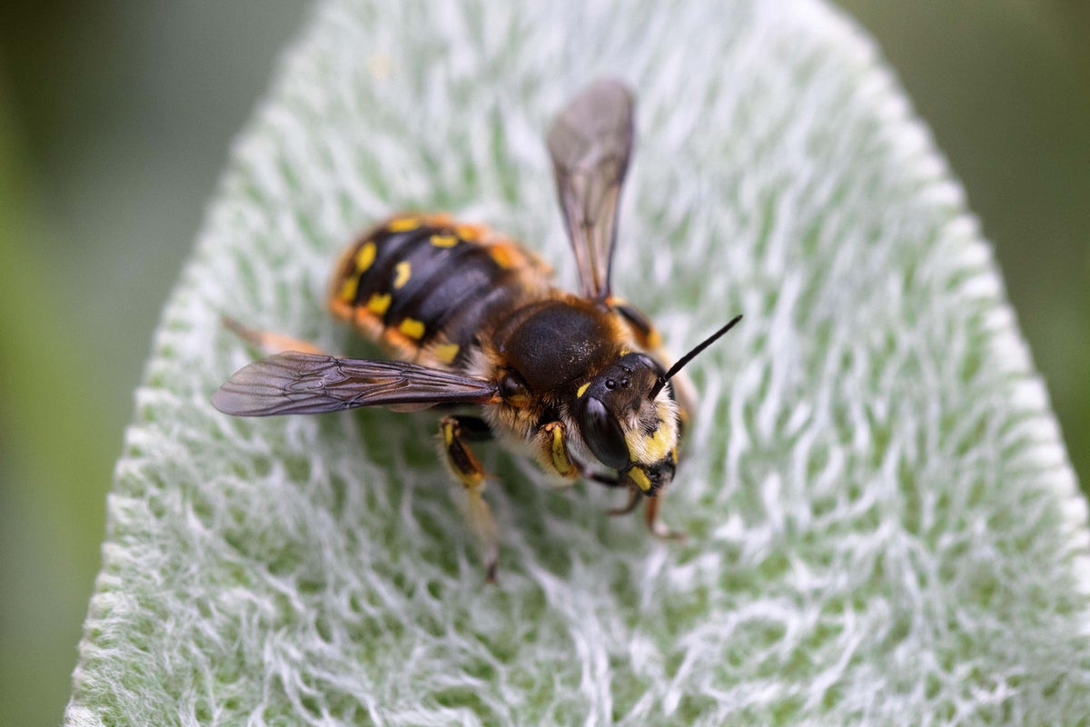 How well do you know your garden bees?