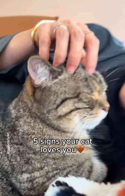 Signs your cat is secretly obsessed with you
