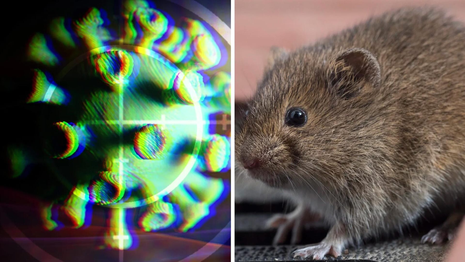 Frühjahrsputz und Hantavirus: Wie beides zusammenhängen kann