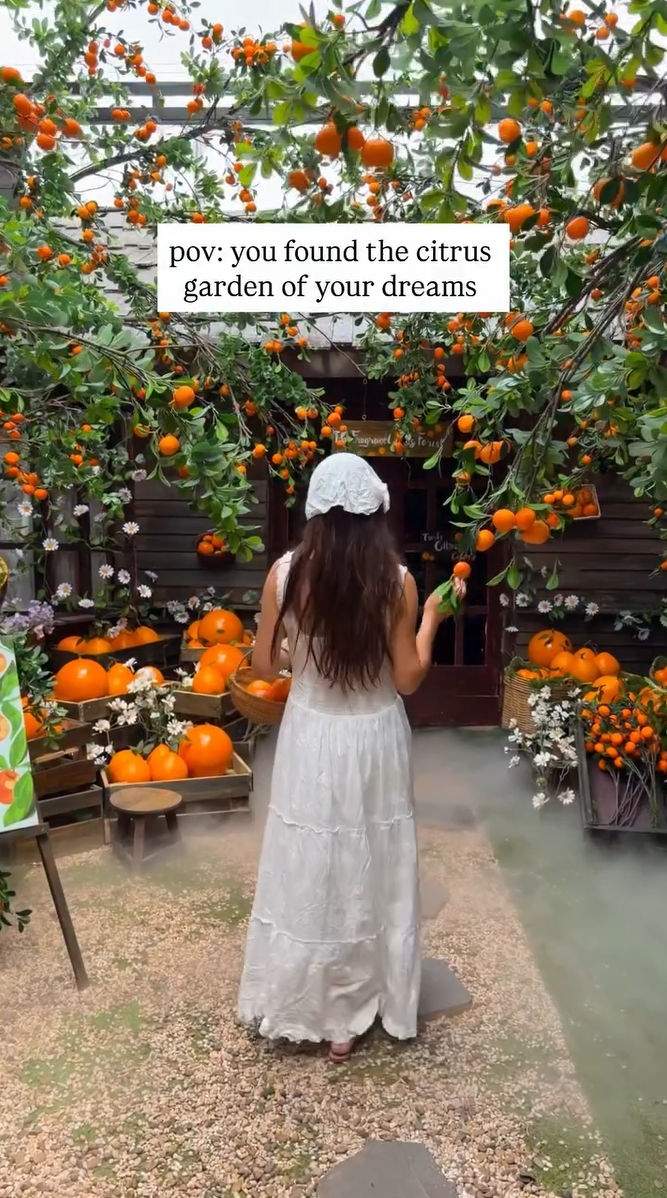 Citrus dream garden or coffee shop travel aesthetic spot