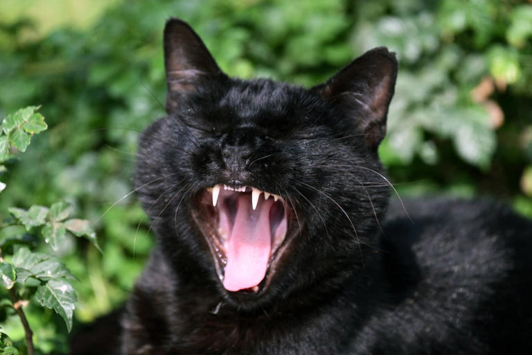 Study reveals the surprising benefits of yawning