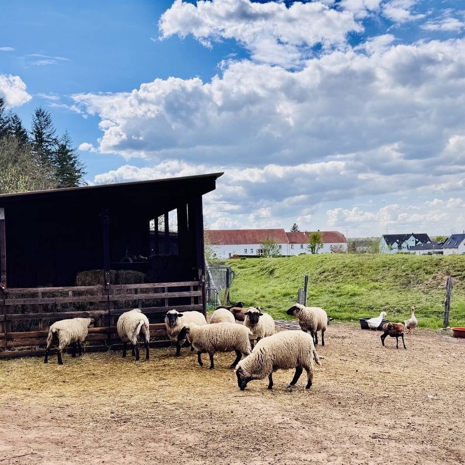 Misshandelt, ausgesetzt, gerettet: Dieser Hof gibt Tieren ein neues Leben