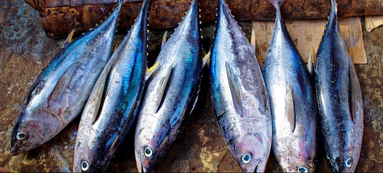 The truth about tuna: Is it still safe to eat in 2026?