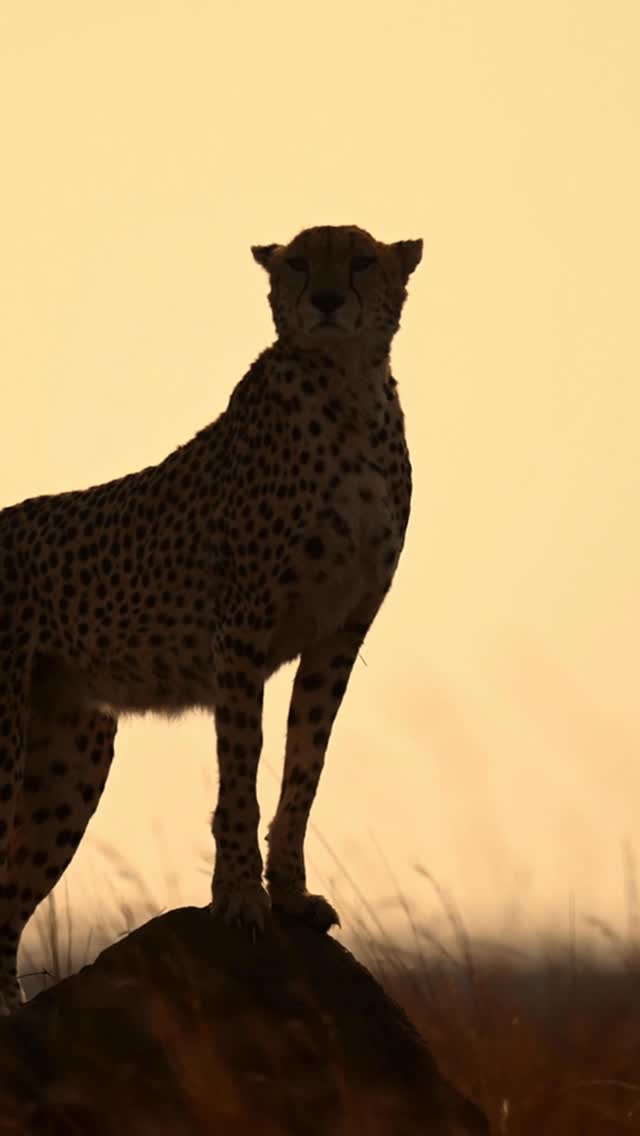 Leopard hunter of the grasslands wildlife shot