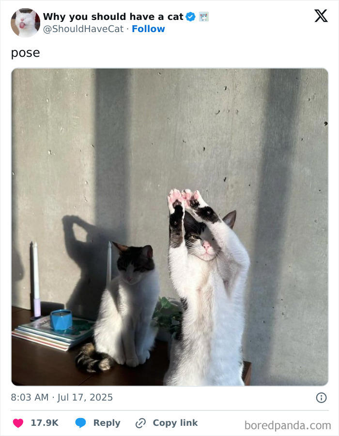 51 goofy pets who forgot how bodies work and just committed to their poses