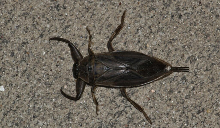 7 things you didn't know about the giant water bug (toe-biter)