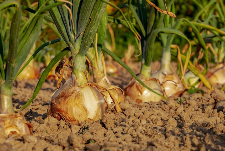 These 20 vegetables have a secret: They don't stop growing