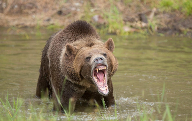 Massive grizzly bear and wolf caught on camera demolishing dead animal
