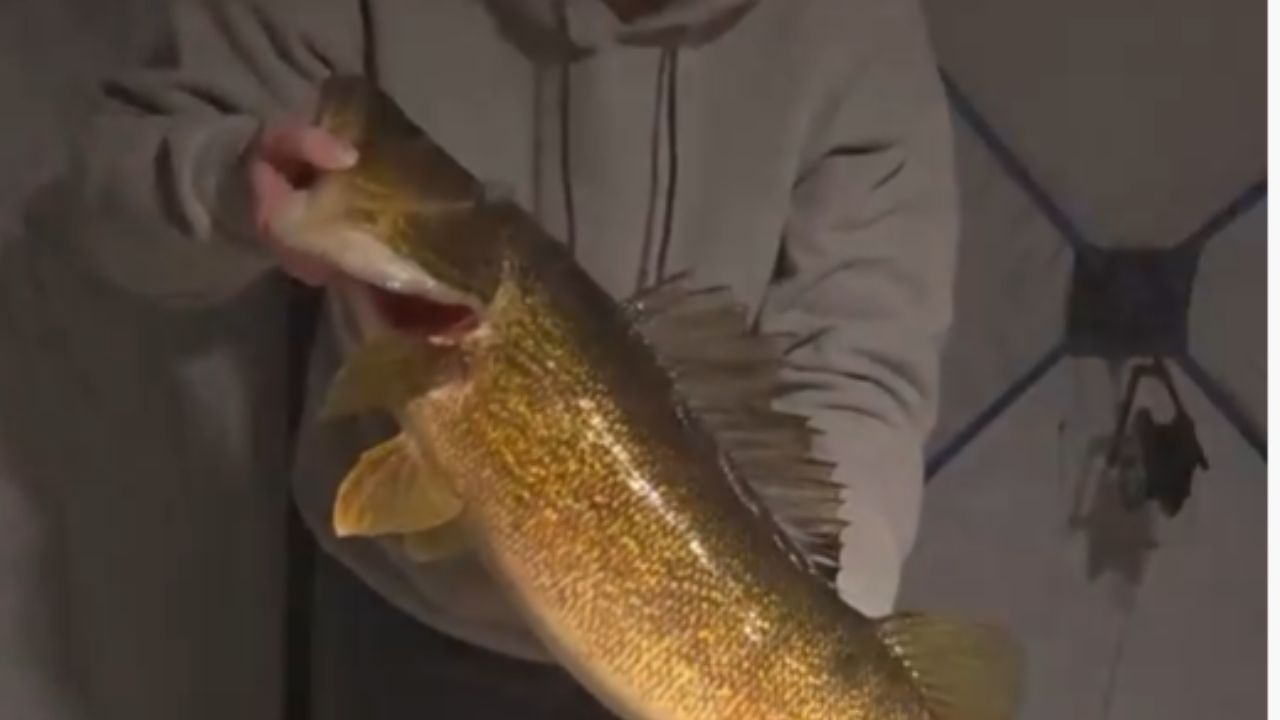 Young angler lands a walleye through the ice