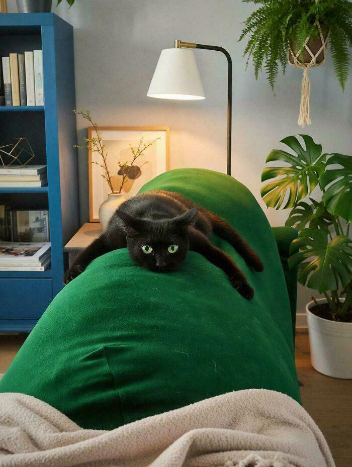 51 goofy pets who forgot how bodies work and just committed to their poses