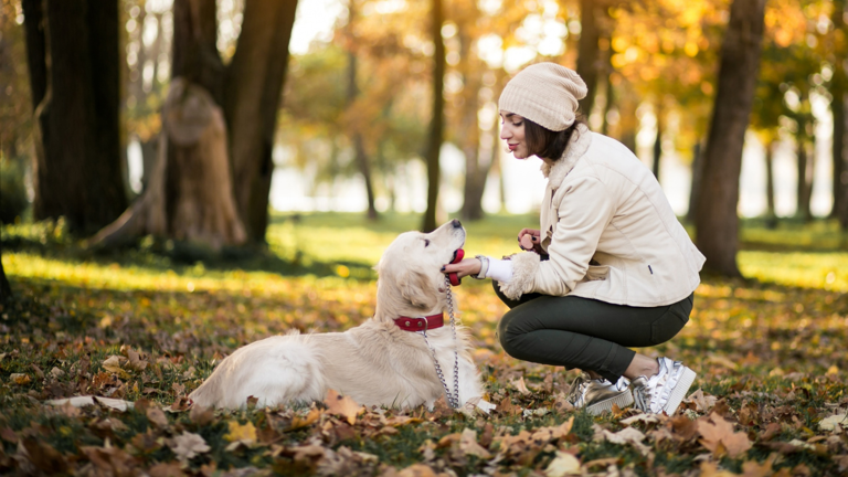 What is a sniffari and why your dog needs it