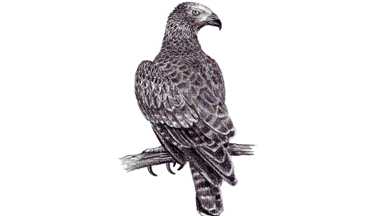 Indian honey buzzard drawing tutorial: Capture feathers and details ...