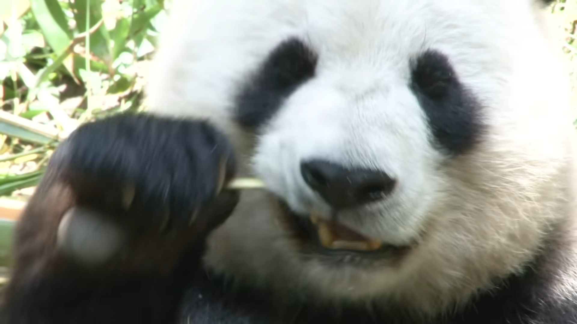 Watch this animal live in slow exhaustion – just to stay alive