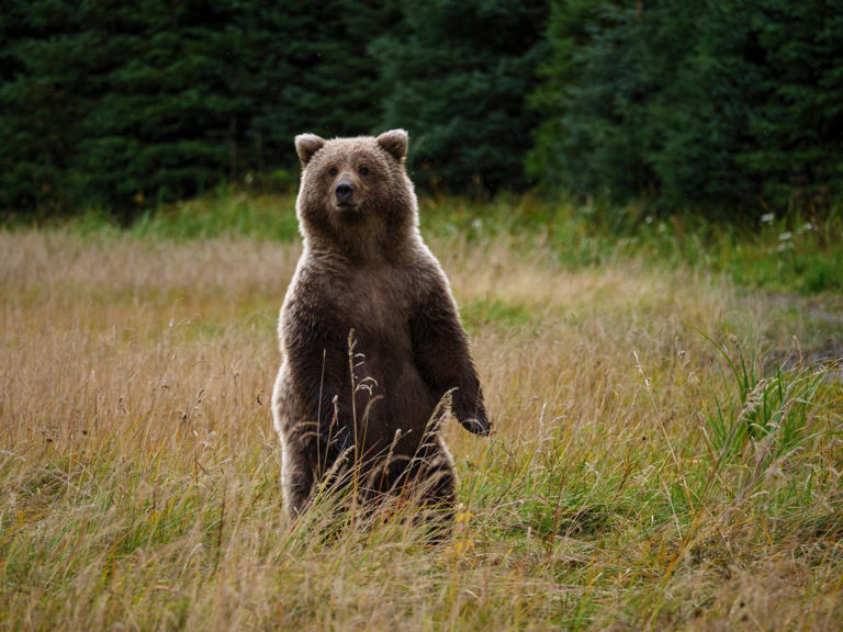 Massive grizzly bear and wolf caught on camera demolishing dead animal