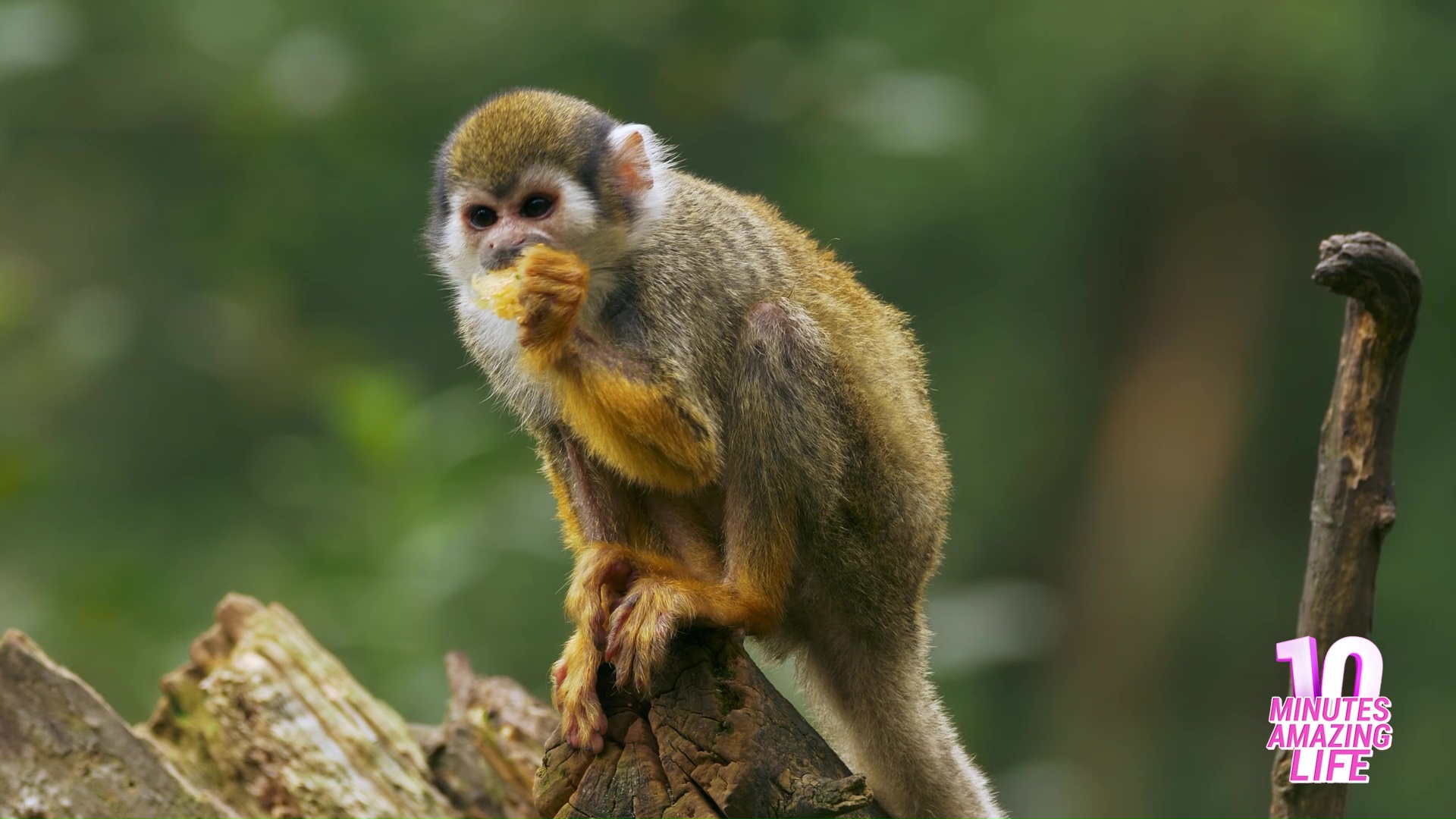 Rare moment shows real life of squirrel monkey