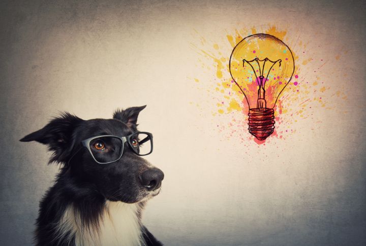 If your dog displays these signs they might be a genius