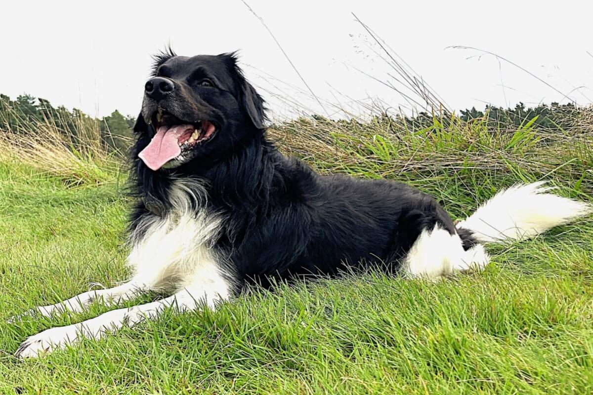Stabyhoun: conheça as características do cachorro dessa raça