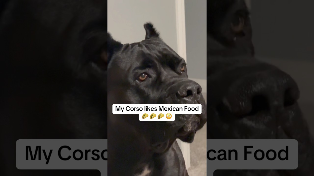 My dog thinks he's from San Diego