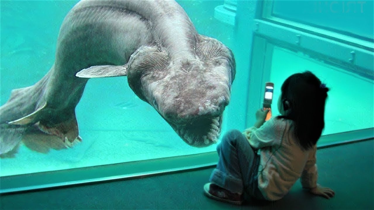 15 ancient creatures that are still alive