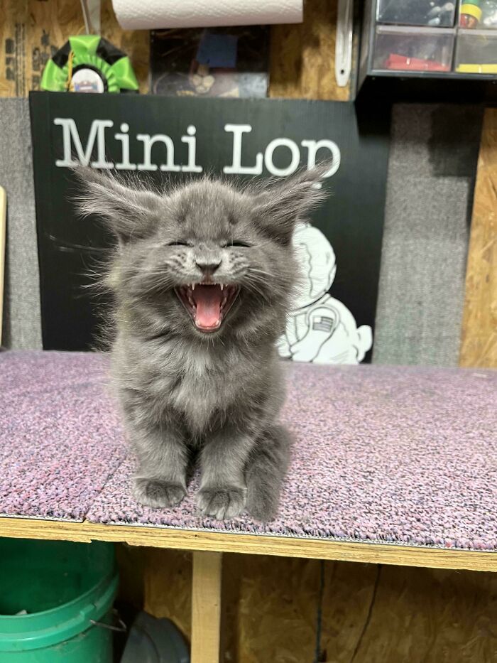75 cats who had something very important to scream about
