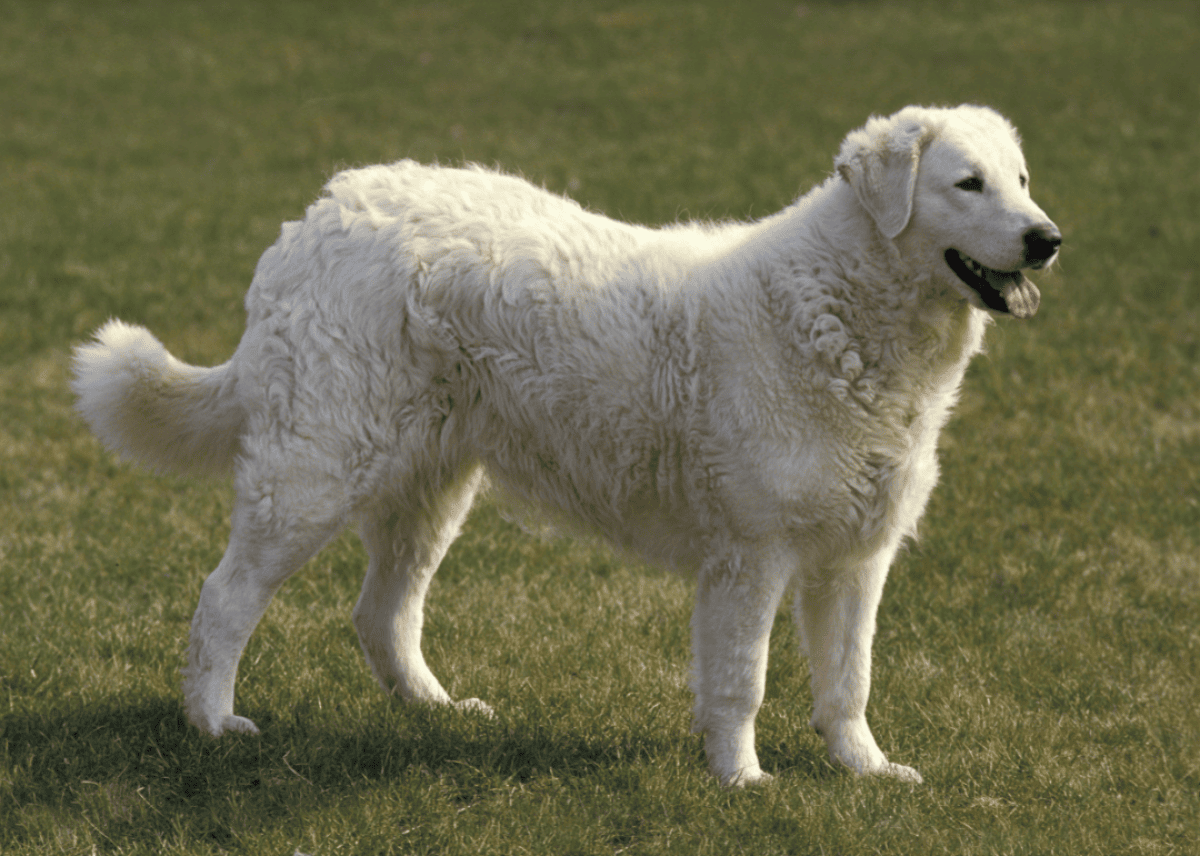 The 20 most beloved guard dog breeds in America, according to data