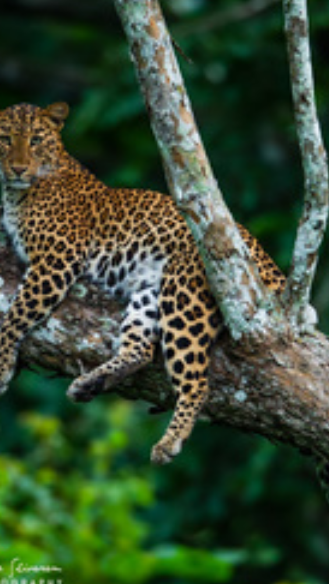 Playful Cub Wildlife Moment Cute Nature Scene