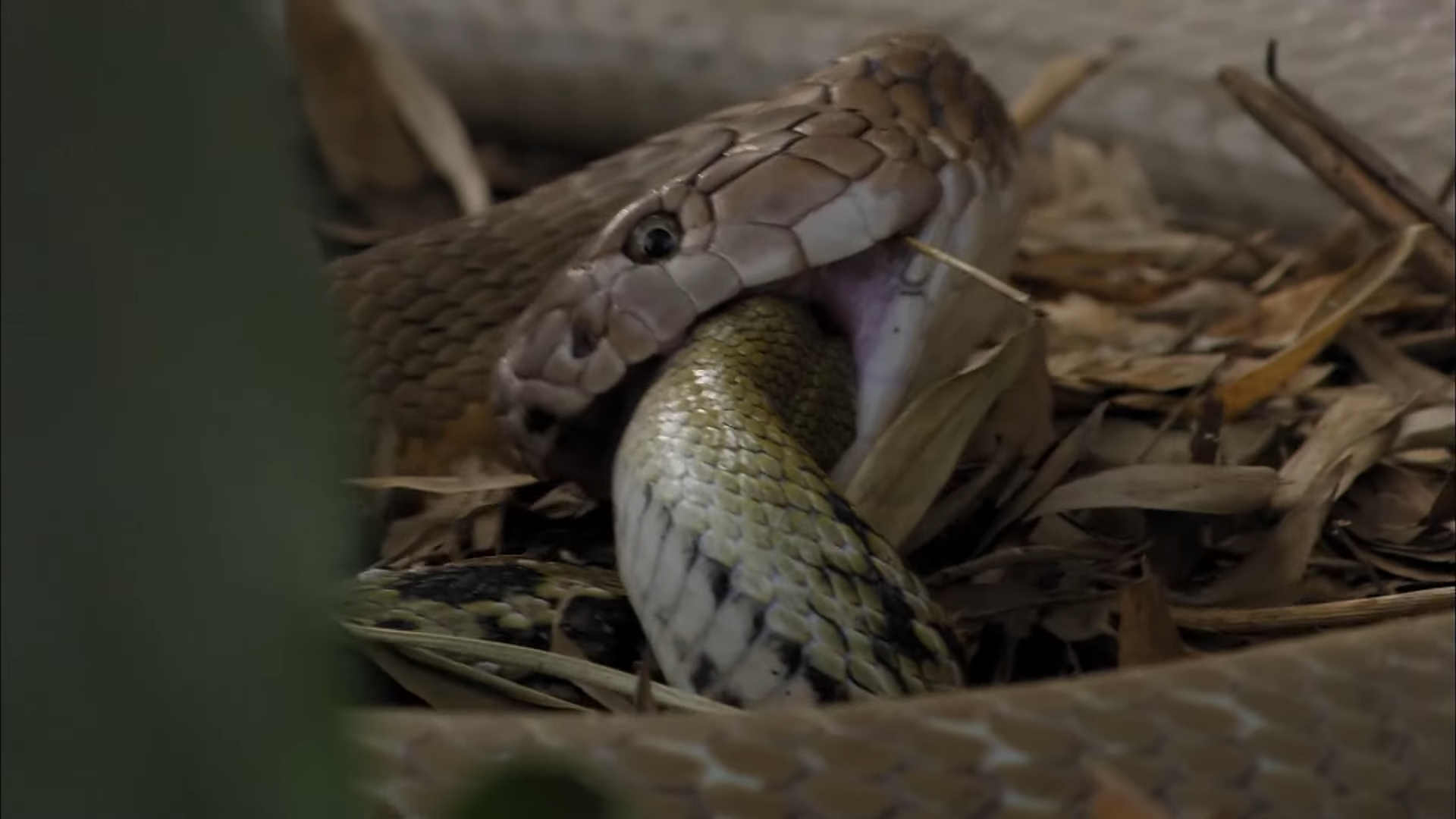 This baby cobra gets one chance to survive - and it starts with a kill