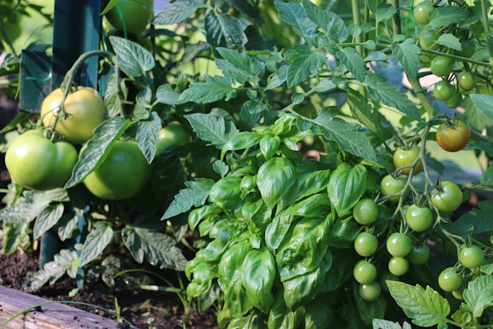 How to find the best type of tomato for your garden