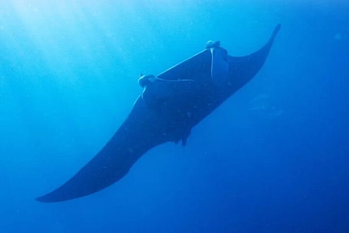 Encontro com 'gigante': maior espécie de raia do mundo aparece no ...