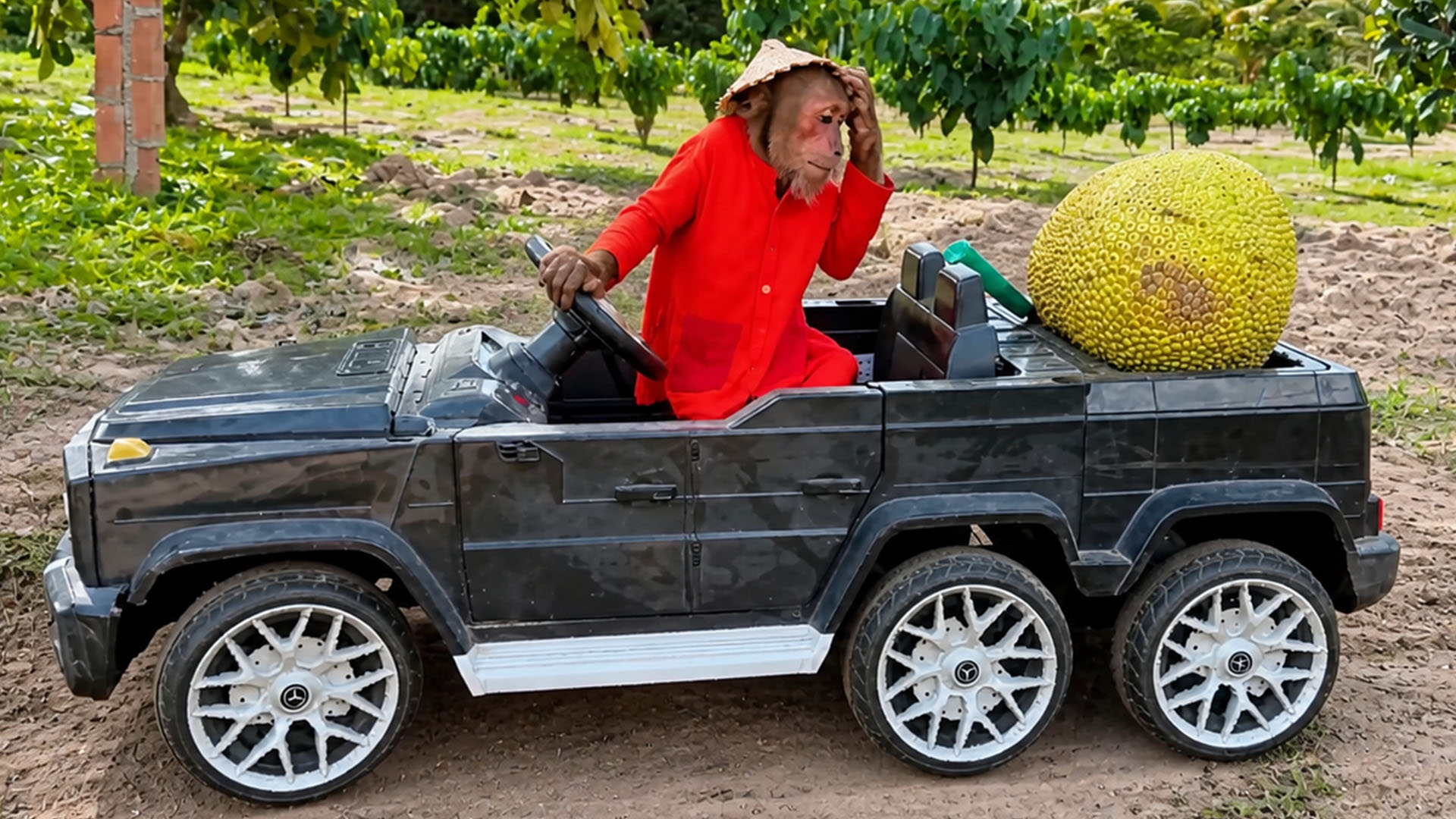 CUTIS combines supercar ride with jackfruit harvest and selling