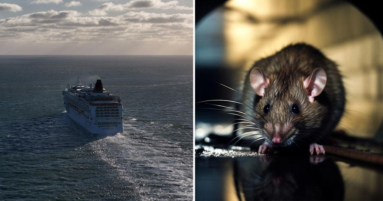 Deadly 'rat virus' spreads on cruise ship after multiple deaths ...