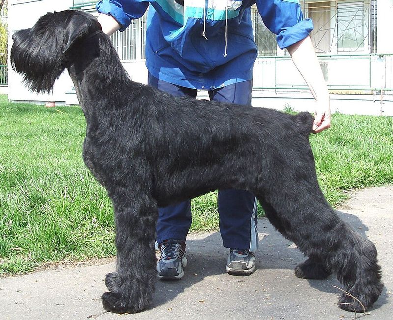 13 large dog breeds that make shedding one less problem