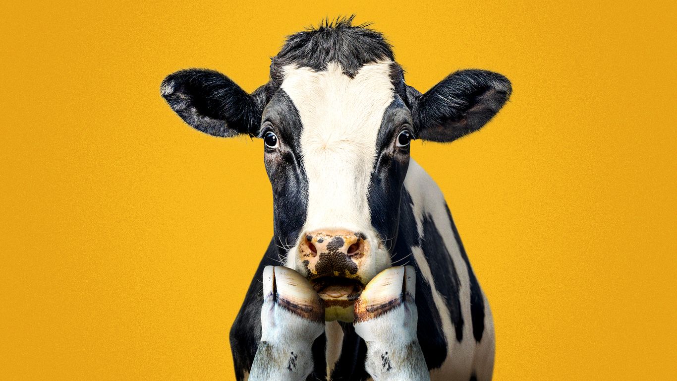 Cow burps meet climate science