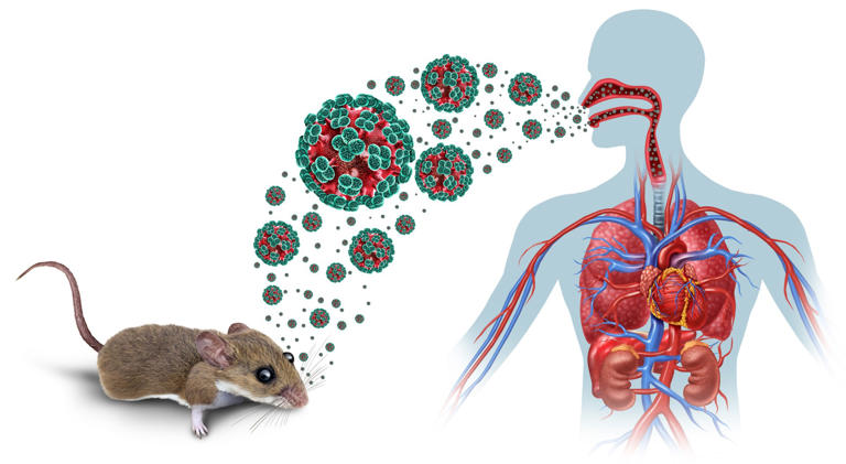 Couple killed in hantavirus outbreak 'contracted it during bird ...