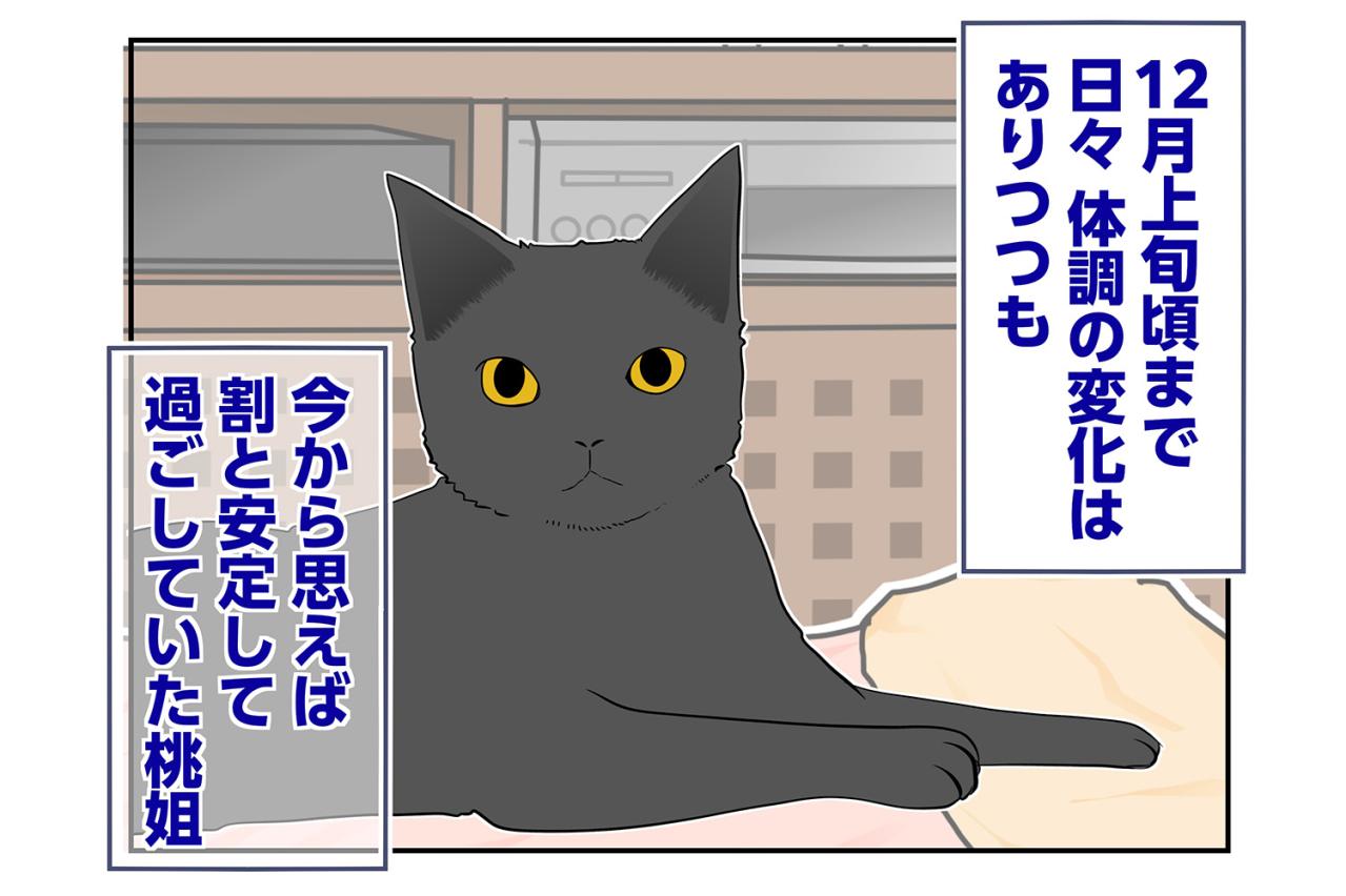 【マンガ・老猫日誌＃61】老猫、がんばる!〜19歳の元保護猫・桃姐
