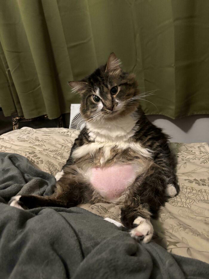51 goofy pets who forgot how bodies work and just committed to their poses