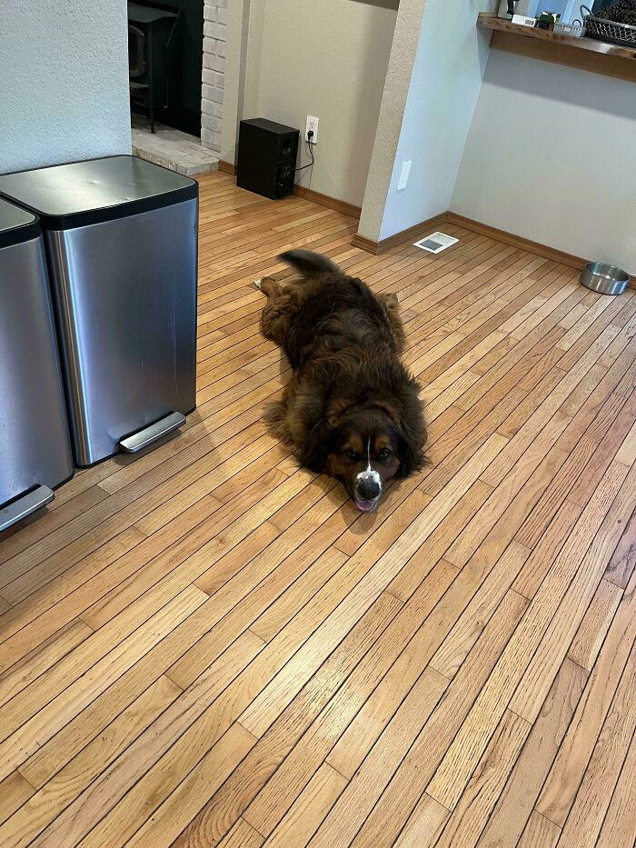 51 goofy pets who forgot how bodies work and just committed to their poses