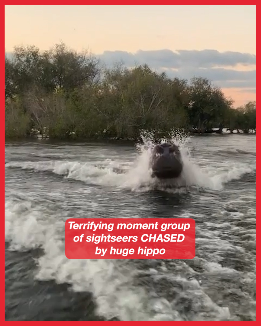Terrifying moment group of sightseers chased by huge hippo