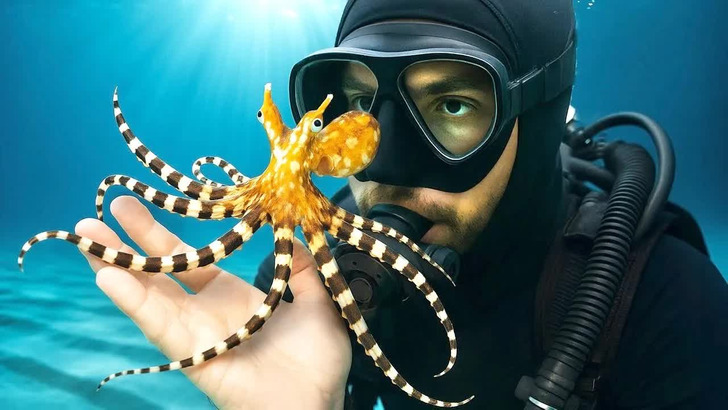 The wonderpus: One of the ocean’s smartest octopuses