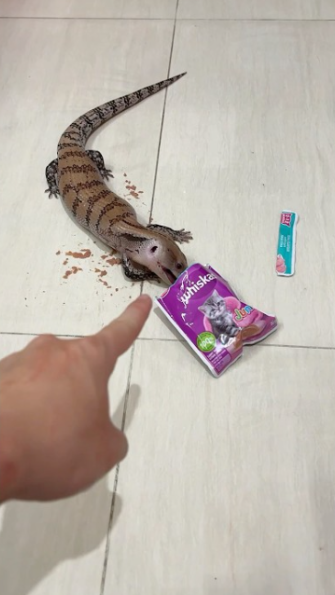 Hewan peliharaan unik ketika kadal bertingkah seperti kucing