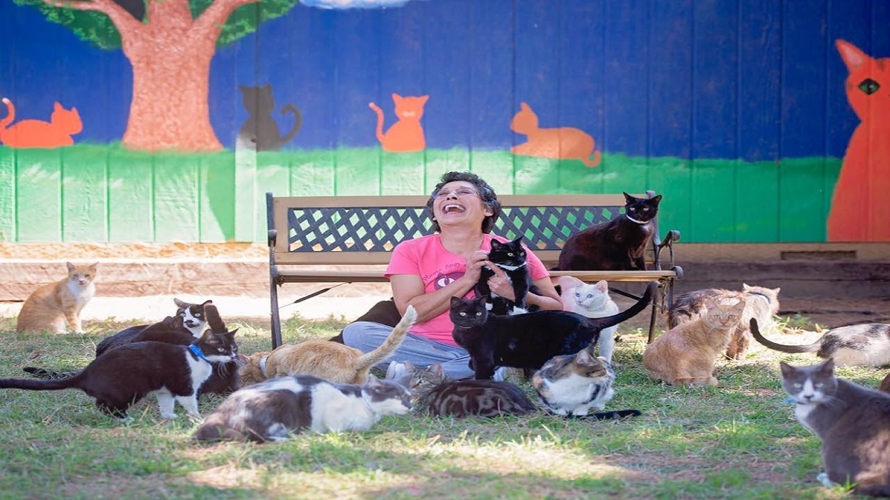 Cat lady thought she could handle 1,000 cats, but she had no idea