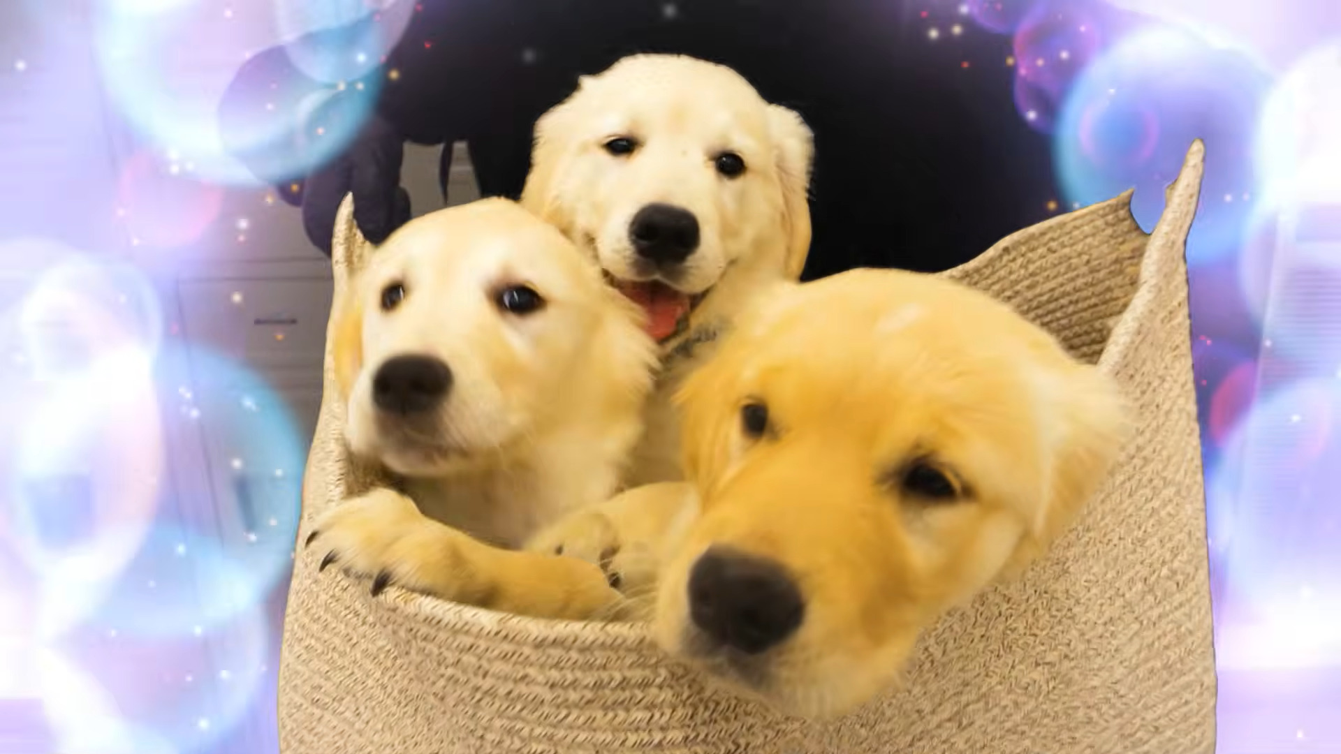 Ten lost puppies sparked a schoolwide mystery
